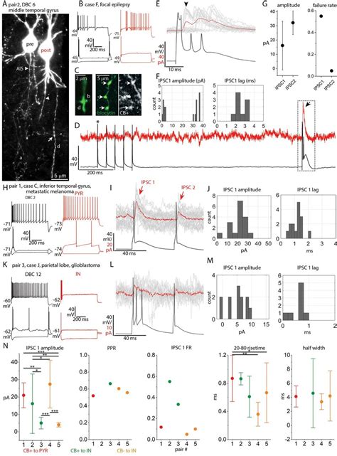 Synaptic Currents Evoked By Dbcs A Fluorescent Image Of 2