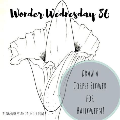 Wonder Wednesday 86 Draw A Corpse Flower Corpse Flower Wonder Corpse