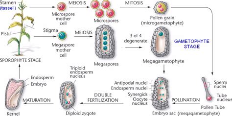 Maize Life Cycle Html 07 03 Maize Life Cycle 