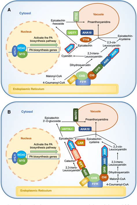 Figure 1 From The Flexibility Of Proanthocyanidin Biosynthesis In Plants Semantic Scholar