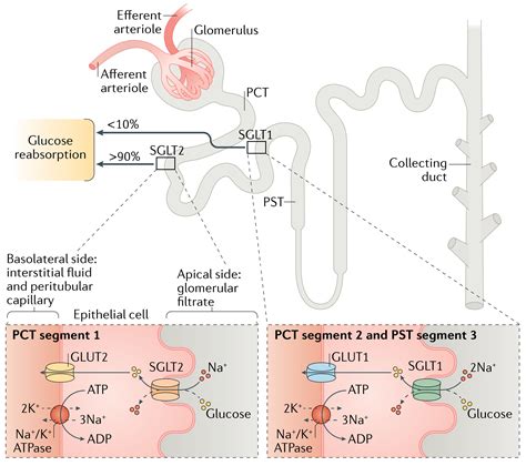 Dapagliflozin A Novel Sglt2 Inhibitor