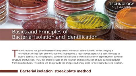 Basics And Principles Of Bacterial Isolation And Identification Technology Networks