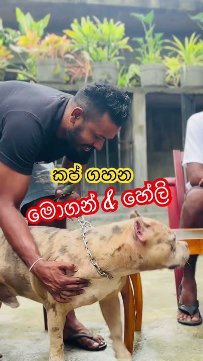 මොගන් Andහේලි කප් ගහන ඇමරිකන් බුලි Love Youtube