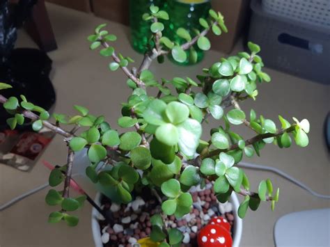 다육이 사랑무 문의 지식in