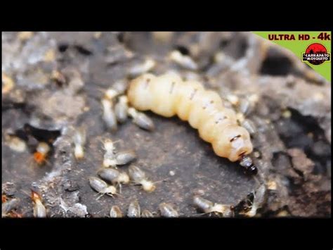 Cupim Rainha Obsnaturalistass Video Tweet