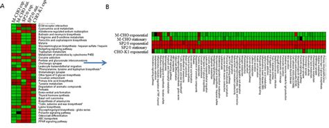 a heatmap of p values from hypergeometric analysis of exponential and