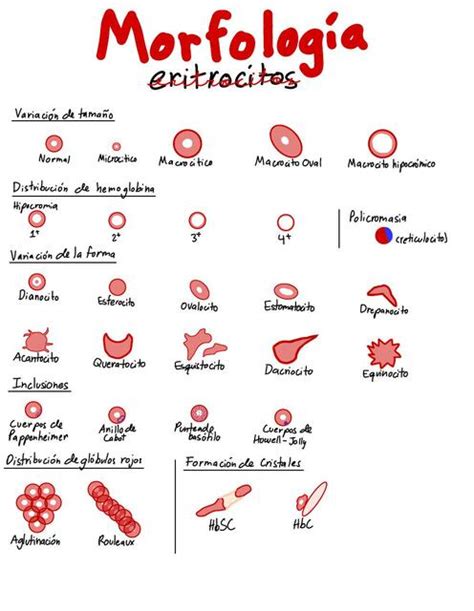 Morfología De Eritrocitos Maripaz Udocz