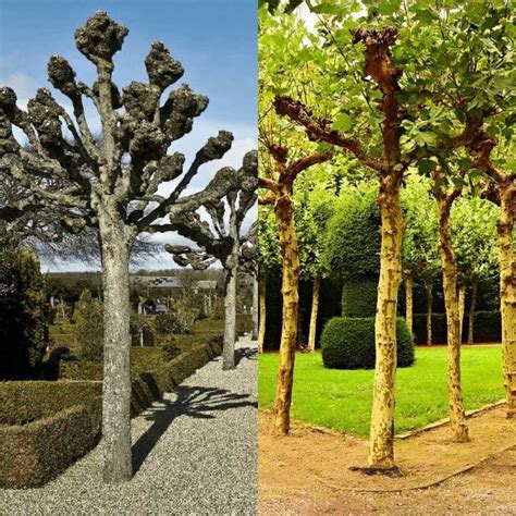 Pollarding Trees A Guide To Pruning And Maintenance Techniques