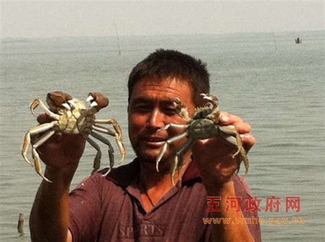 沱湖螃蟹上市 为十大名蟹之一 五河县人民政府