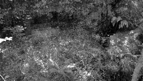 Comune Di Tora E Piccilli Alveo Del Fosso Rionale Sistema Di Download Scientific Diagram