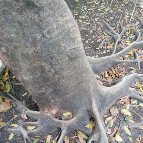 Roots Of A Distant Tree Spread Stock Image Image Of Forest