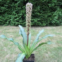 Eucomis Tugela Ruby® Fleur Ananas À Lombre Des Figuiers
