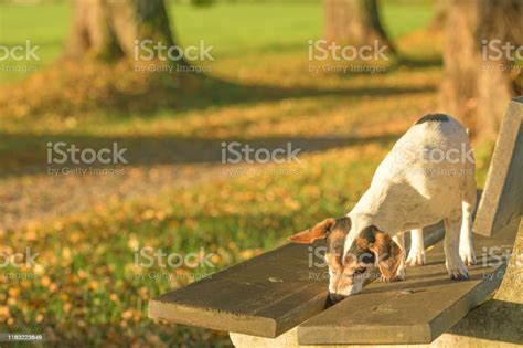 귀여운 13 세 잭 러셀 테리스 개는 가을에 공원 벤치에 서있다 0명에 대한 스톡 사진 및 기타 이미지 0명 가을 가을 단풍 Istock