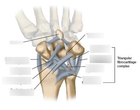 Wrist Anatomy Diagram Quizlet