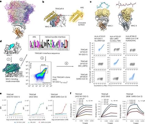 Targeting Peptide Antigens Using A Multiallelic Mhc I Binding System