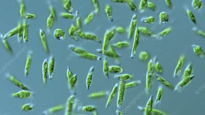 Euglena Cell Microscope New Tech License To Launch Euglena Derived