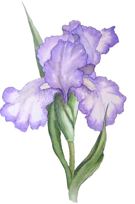 Рисунки цветка ириса