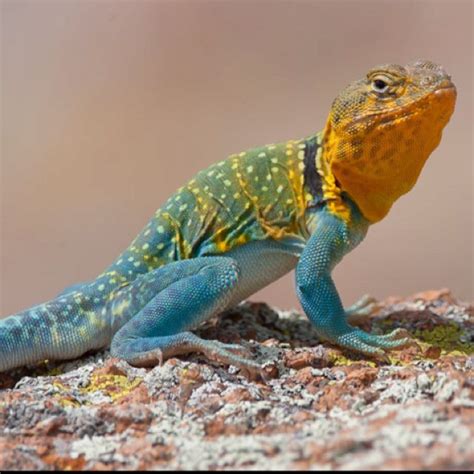 Mountain Boomer Eastern Collared Lizard Oklahomas State Reptile