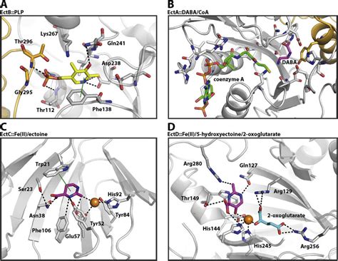 Structural Views Into The Active Sites Of Ectoine5 Hydroxyectoine