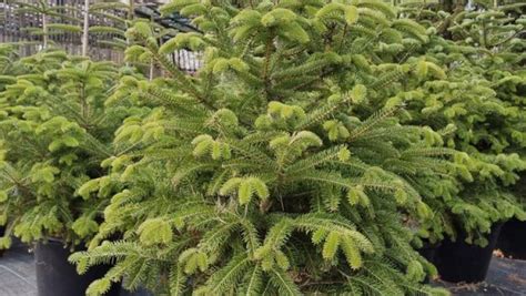 Отново продават живи коледни елхи с благотворителна цел