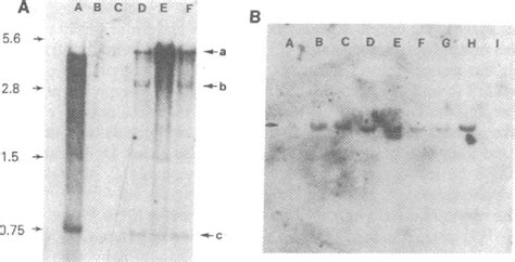 Figure 3 From A Dna Mediated Transformation System For Dictyostelium