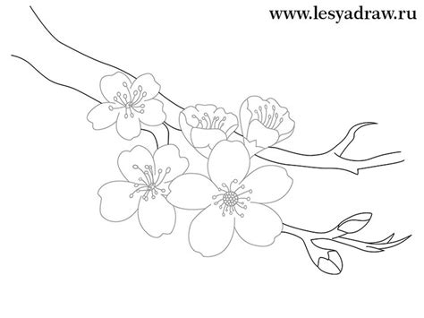 Как нарисовать ветку сакуры карандашом