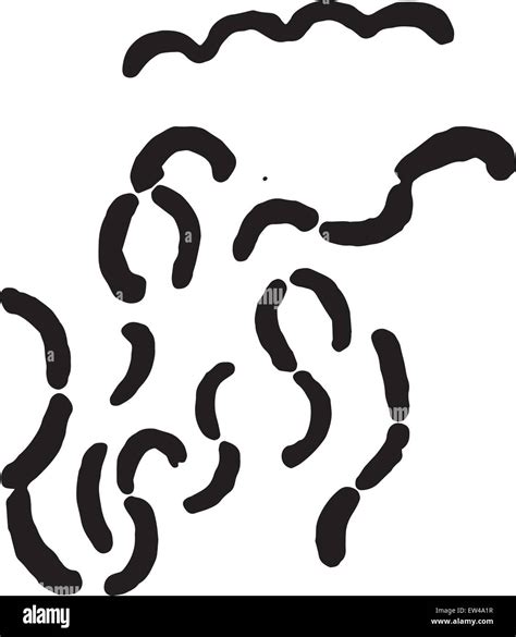 Gram Negative Spirilla