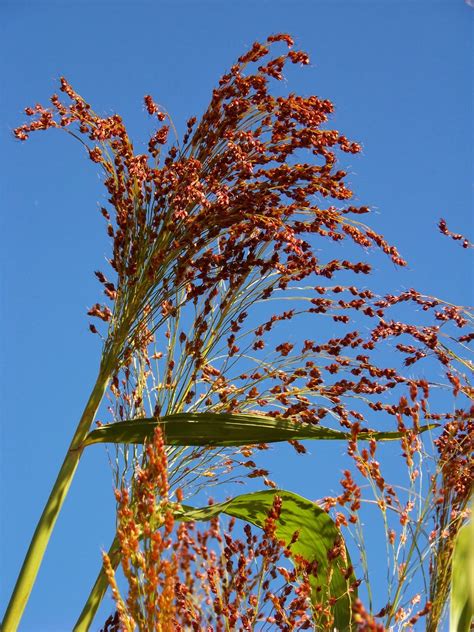 Iron Oak Farm Harvesting Broom Corn