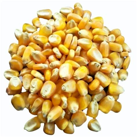 Yellow Hybrid Maize Seeds For Agriculture Packaging Type Pp Bags At ₹ 29kg In Chennai