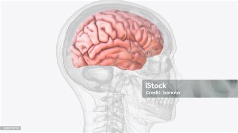 The Cerebral Cortex Also Known As The Cerebral Mantle Is The Outer Layer Of Neural Tissue Of The