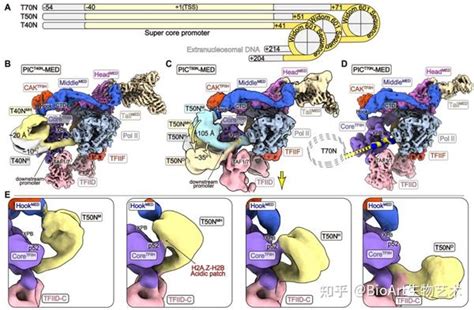 专家点评science 徐彦辉团队揭示1核小体调控转录起始的分子机制 知乎 专家点评science 徐彦辉团队揭示1核小体调控转录起始的分子机制 知乎