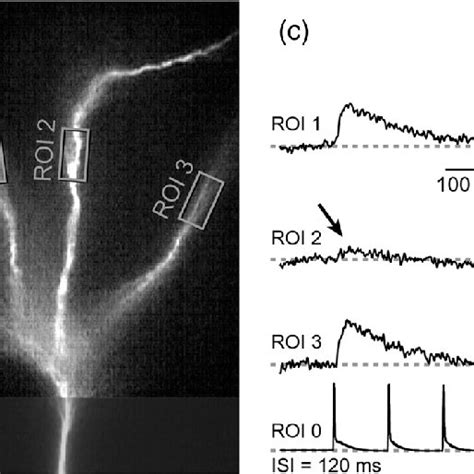 Heterogeneous Ap Invasion Efficacy In Oblique Dendrites A Layer 5 Download Scientific