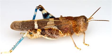 Leprus Intermedius Leprus Bugguide Net