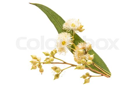 Eucalyptus Leaves Isolated Stock Image Colourbox