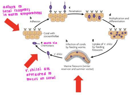 Microbio Exam 4 Flashcards Quizlet