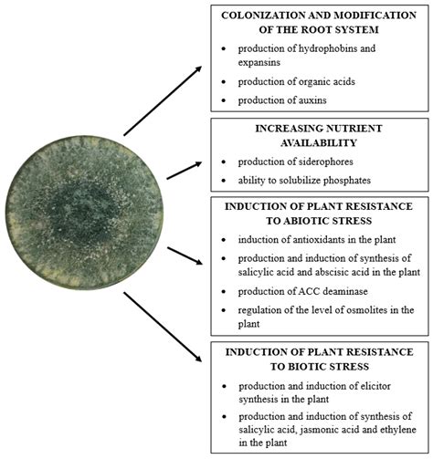 Fungi Of The Trichoderma Genus Future Perspectives Of Benefits In