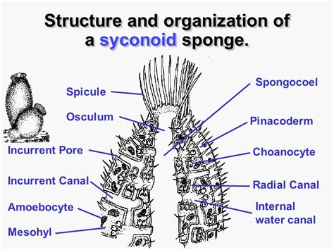 Phylum Porifera Sponges Ppt Video Online Download