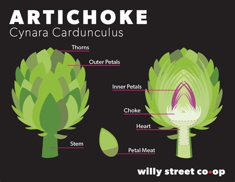 Different Parts Of The Artichoke Infographic