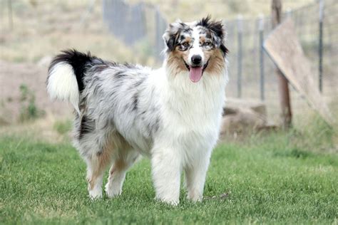 Exploring Australian Shepherd Coat Colors A Guide To The Stunning