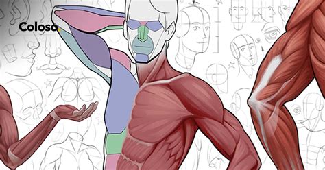 일러스트레이터 Gregor Kari의 도형화 및 미술 해부학을 활용한 인체 드로잉 Coloso