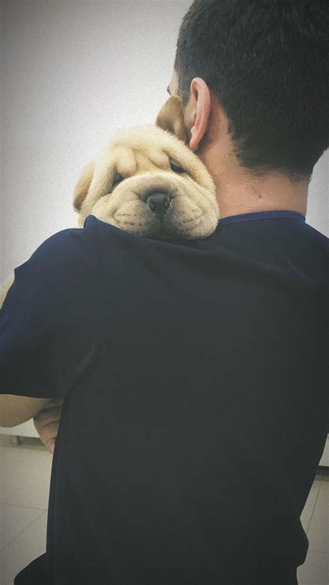 Vet House ვეტ ჰაუსი Home Facebook