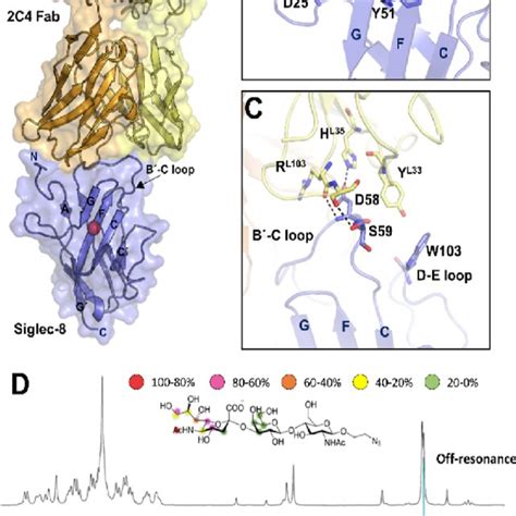 3d Structure Of Siglec 8 In Complex With 2c4 Fab A Crystal Structure Download Scientific