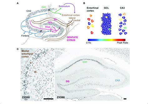 The Dentate Gyrus Is A Sparse Network A Schematic Of The Rat Download Scientific Diagram