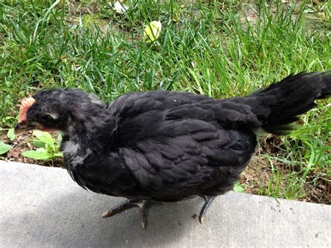Black Australorp Chicks Characteristics