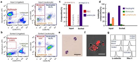 Direct Isolation Of Neutrophils From Blood A B Phenotyping Via Flow Download Scientific