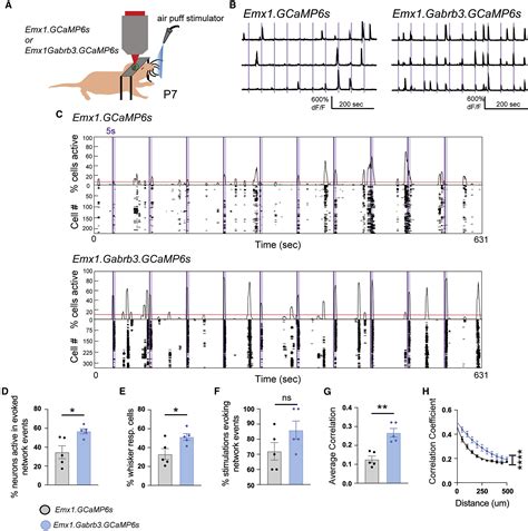 Gabrb3 Is Required For The Functional Integration Of Pyramidal Neuron Subtypes In The Gabrb3 Is Required For The Functional Integration Of Pyramidal Neuron Subtypes In The
