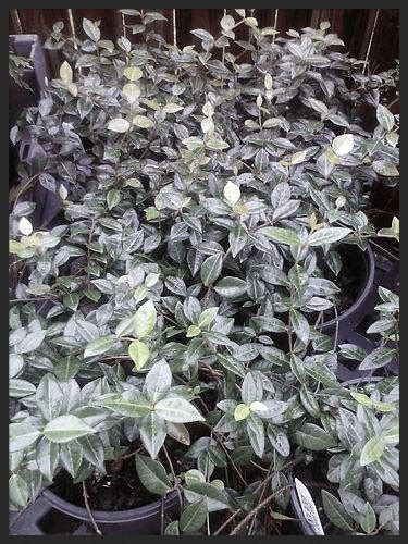 Jasmine Minima Asiatic Landscape Coverage ~lot Of 6~ Gallon Pots