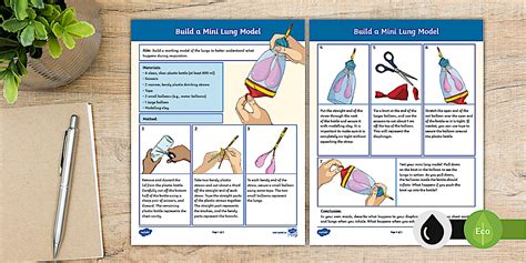 Human Body Experiment Build A Mini Lung Model Twinkl