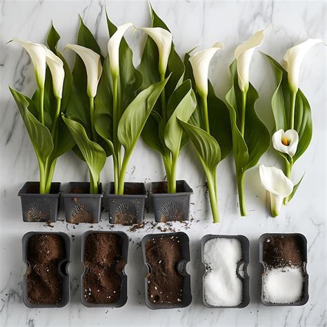 12000 Planting Iris Bulbs Pictures
