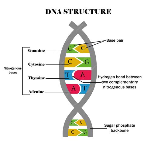 Premium Vector Dna Structure Dna With Its Components Cytosine Guanine Adenine Thymine